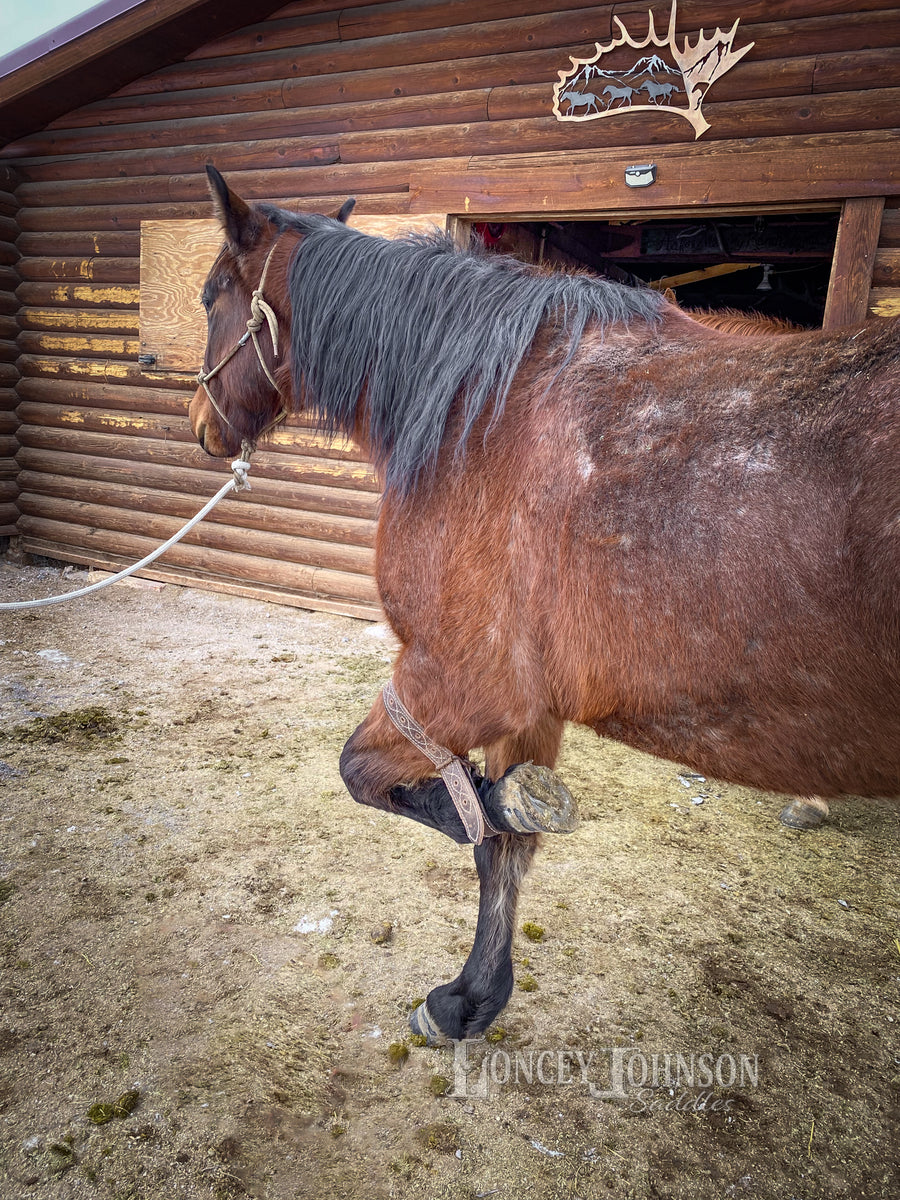 Single Leg Training Hobble – Loncey Johnson Saddles